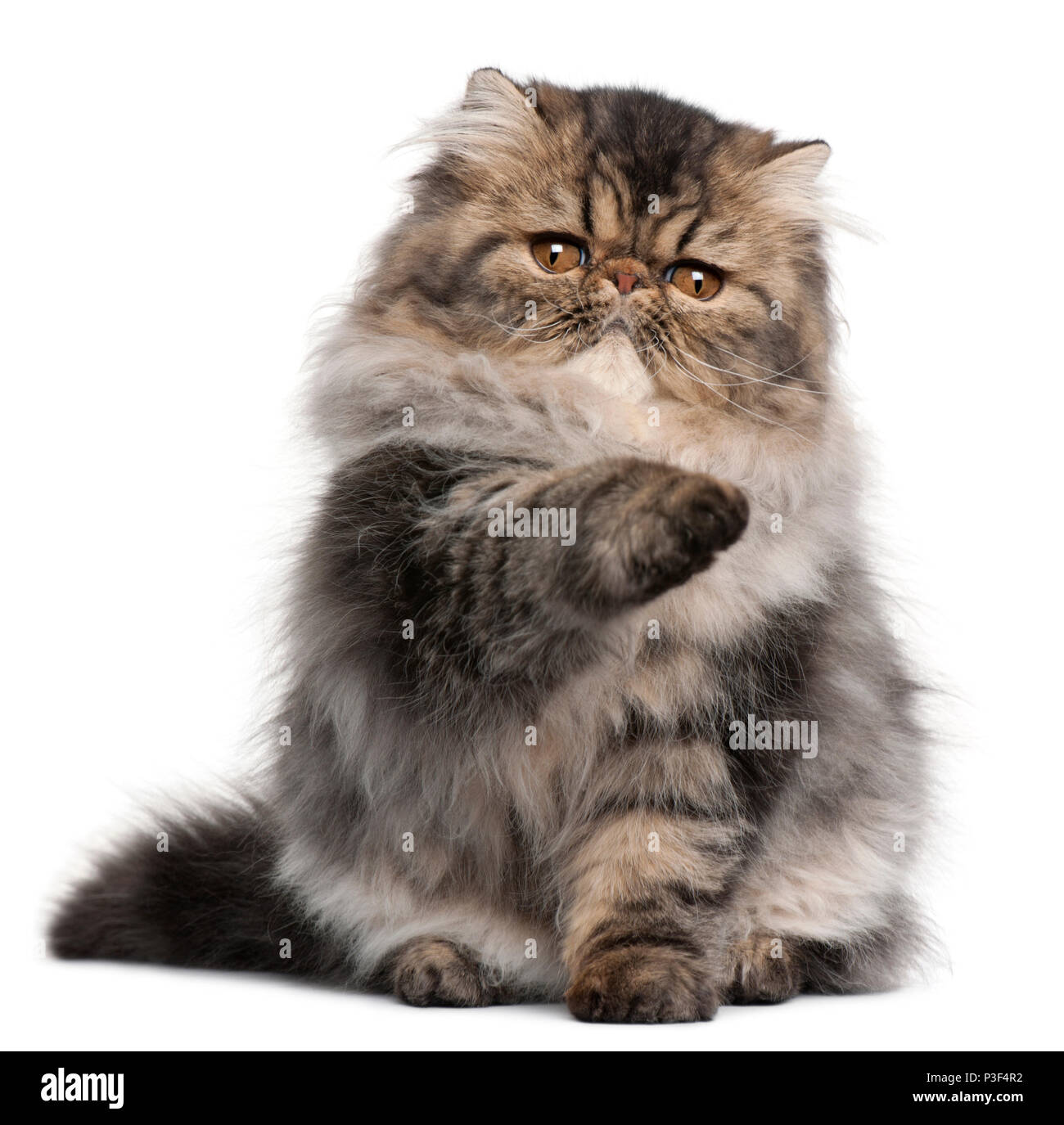 Persian kitten, 4 months old, with paw up in front of white background ...