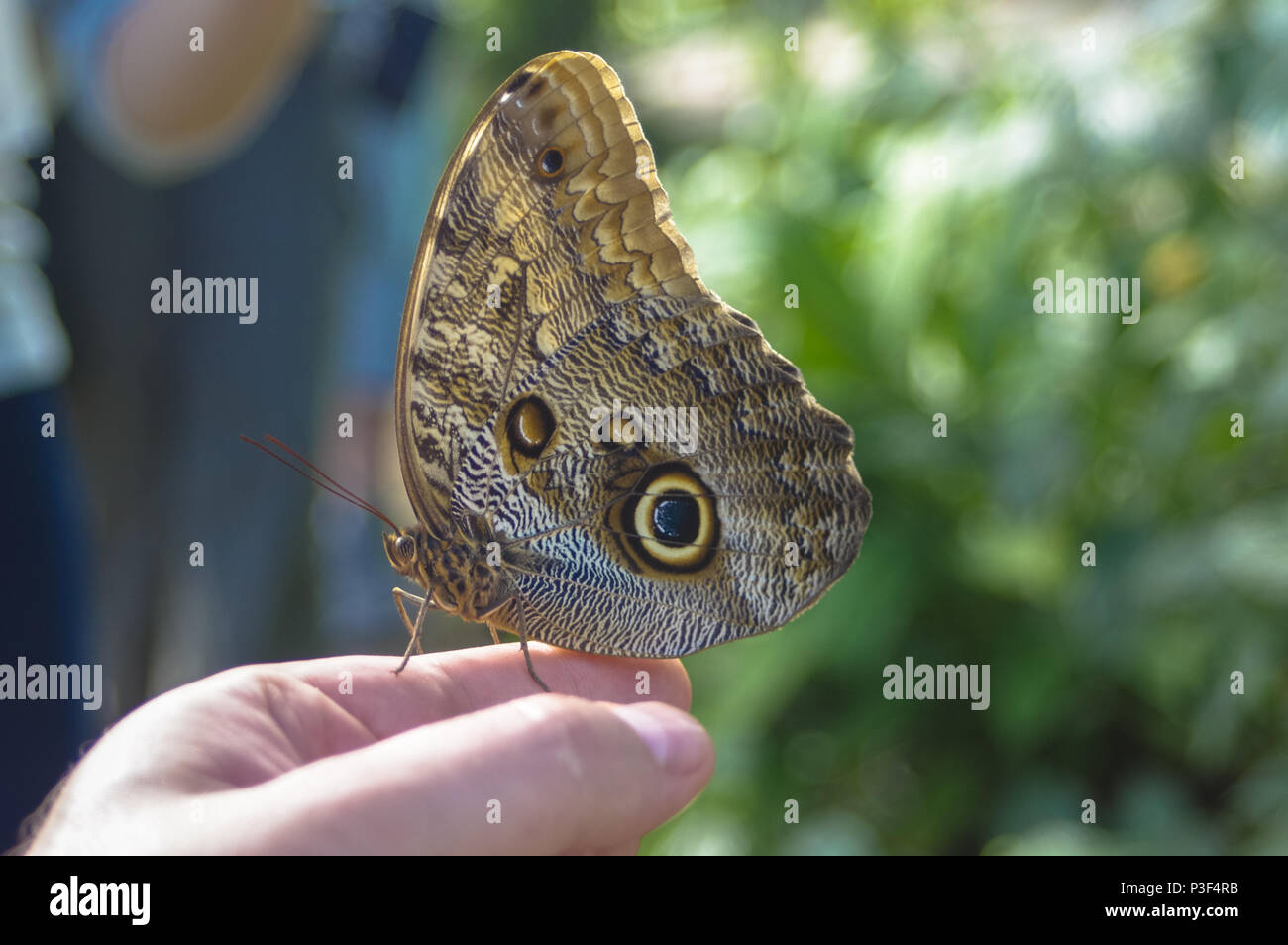 The most beautiful butterfly in the world Stock Photo - Alamy