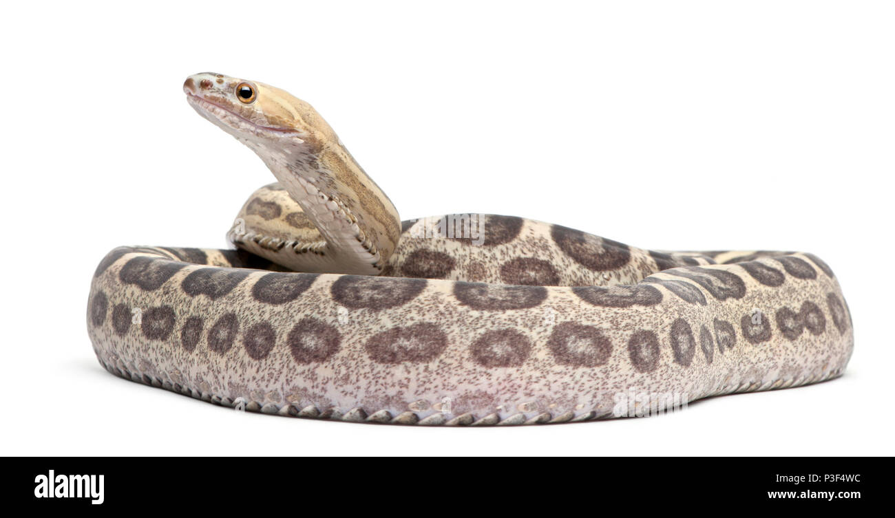 Scaleless Corn Snake, Pantherophis Guttatus, in front of white ...