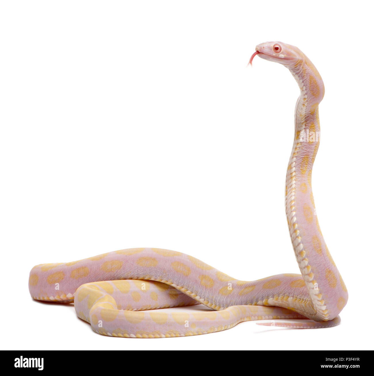 Scaleless Corn Snake