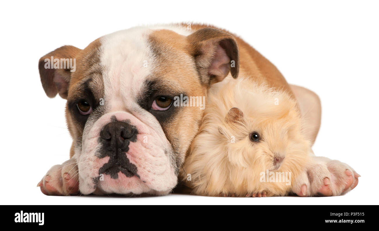 English breed of pig Cut Out Stock Images & Pictures - Alamy
