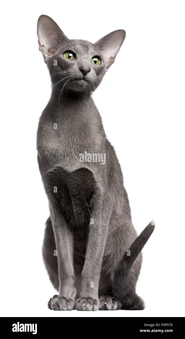 Oriental shorthair cat hi-res stock photography and images - Alamy