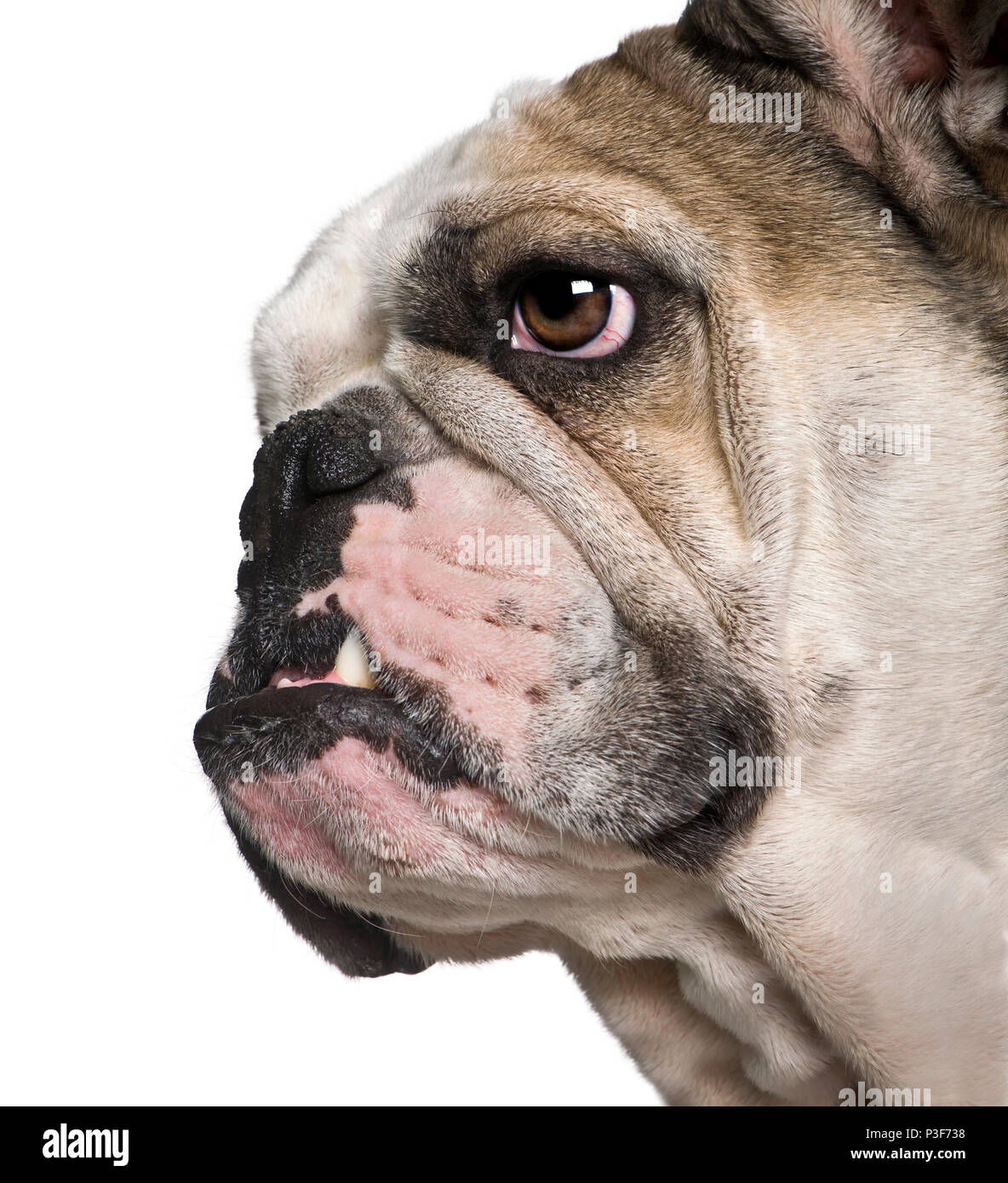 Side view of English bulldog, 4 months old, in front of white ...