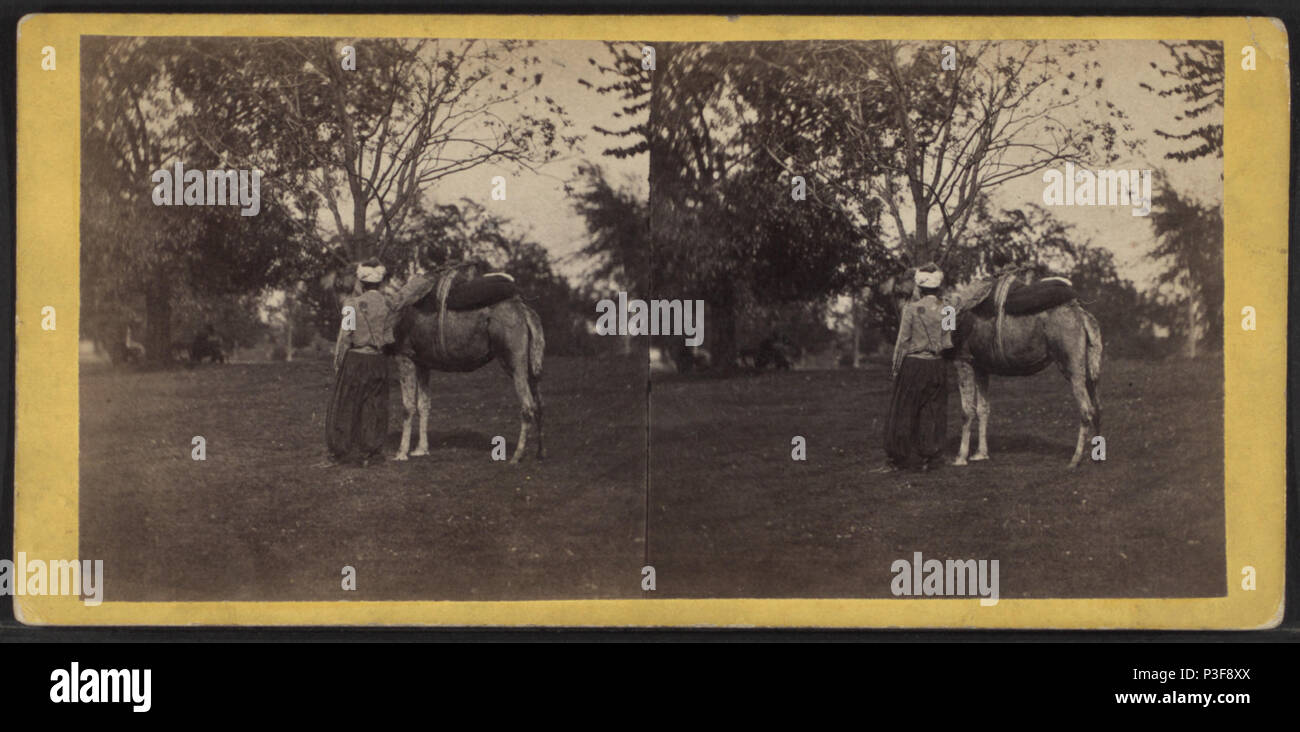 . The camel and his rider. Coverage: [1860?-1875?]. Digital item ...