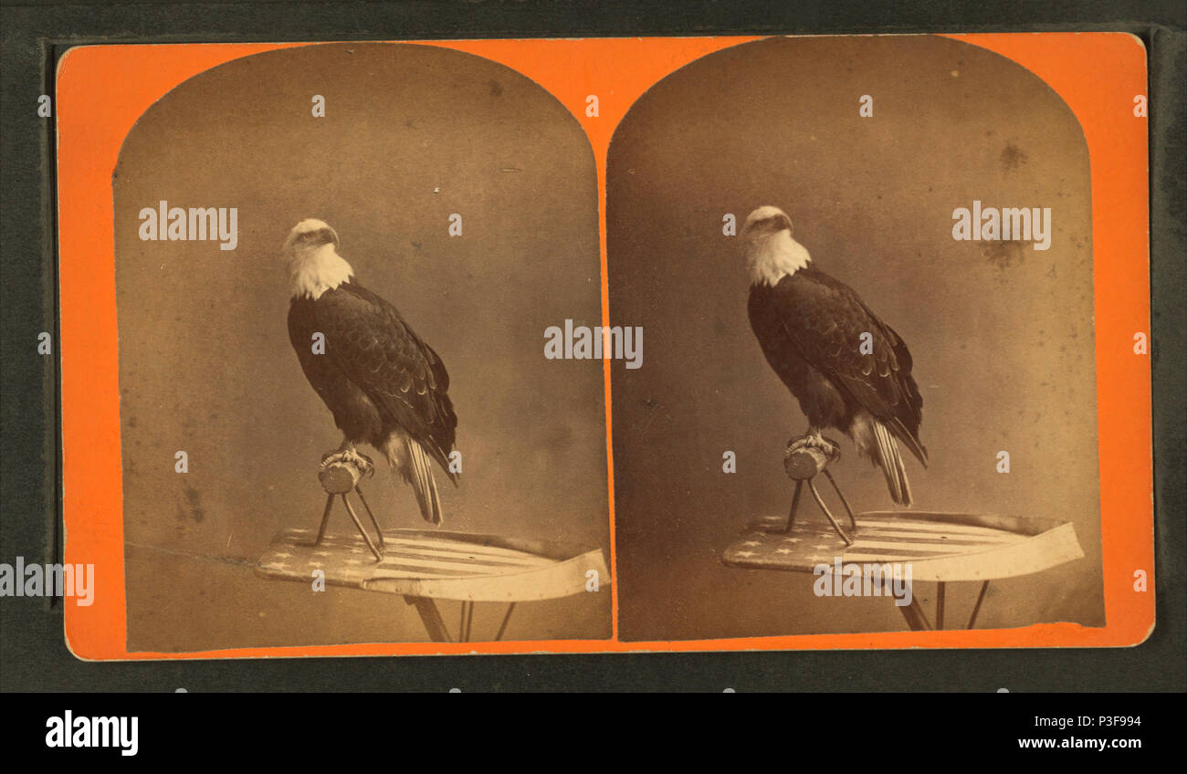Old abe the war eagle hi-res stock photography and images - Alamy