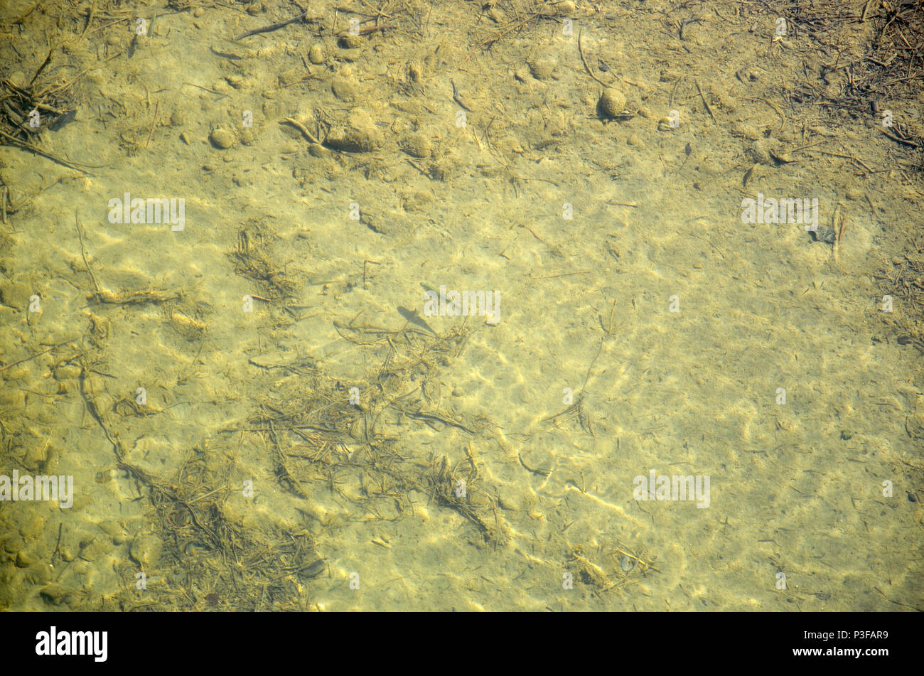 clean river waters and a fish swimming Stock Photo - Alamy