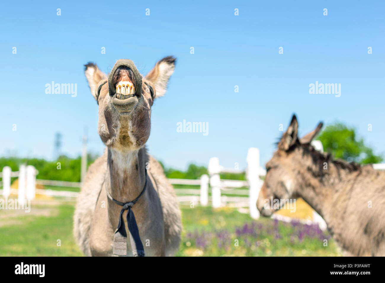 Funny laughing donkey. Portrait of cute livestock animal showing teeth in smile. Couple of grey ...