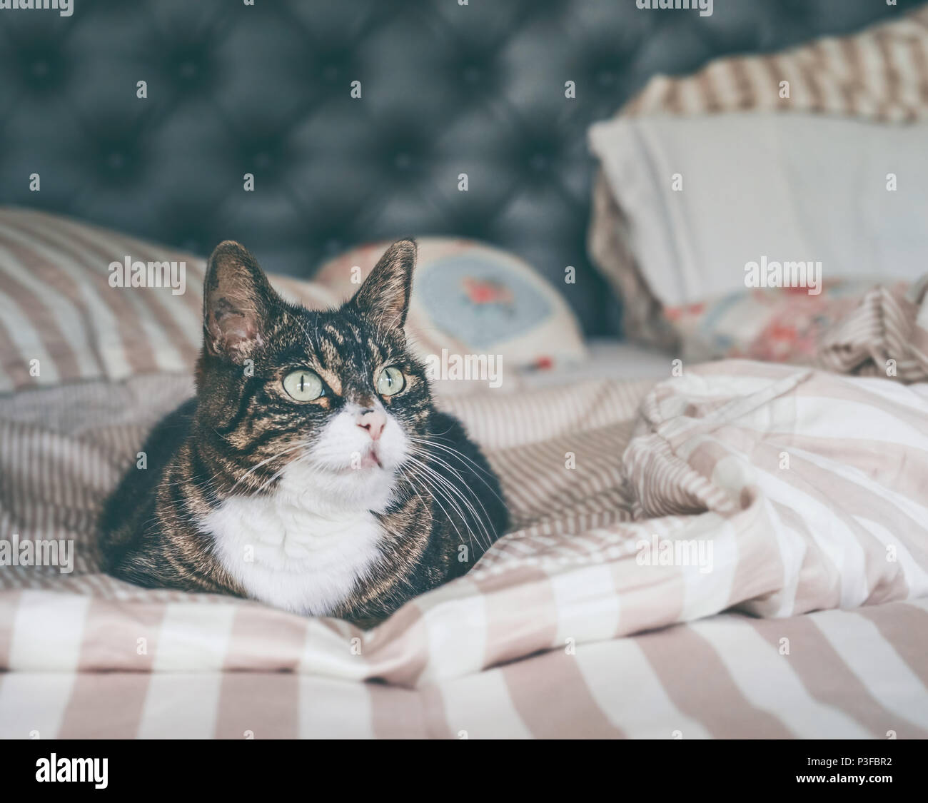 Sad cat bed hi-res stock photography and images - Alamy