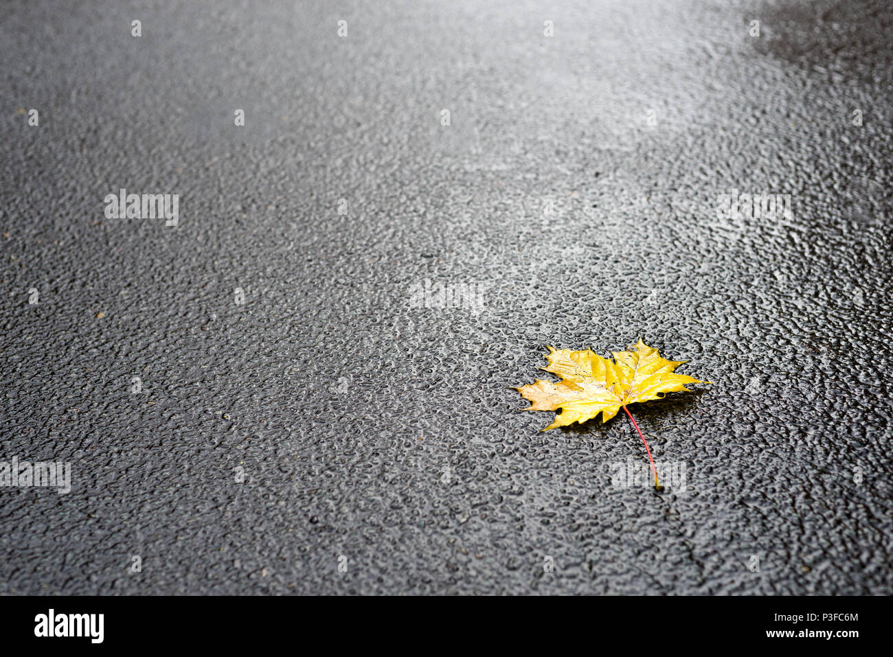 Photo of autumn leaves on asphalt road Stock Photo - Alamy