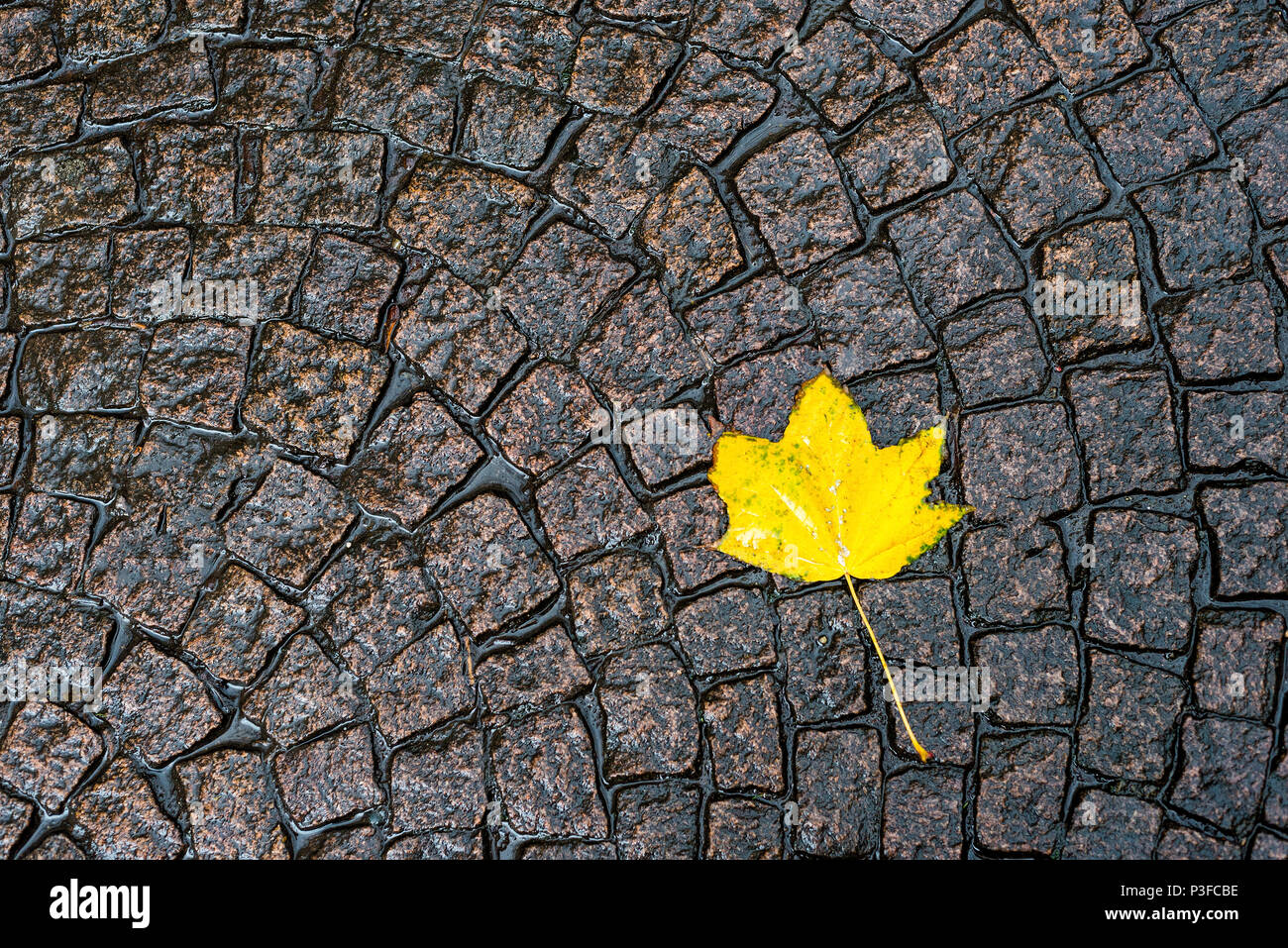 Yellow fall leaf hi-res stock photography and images - Alamy