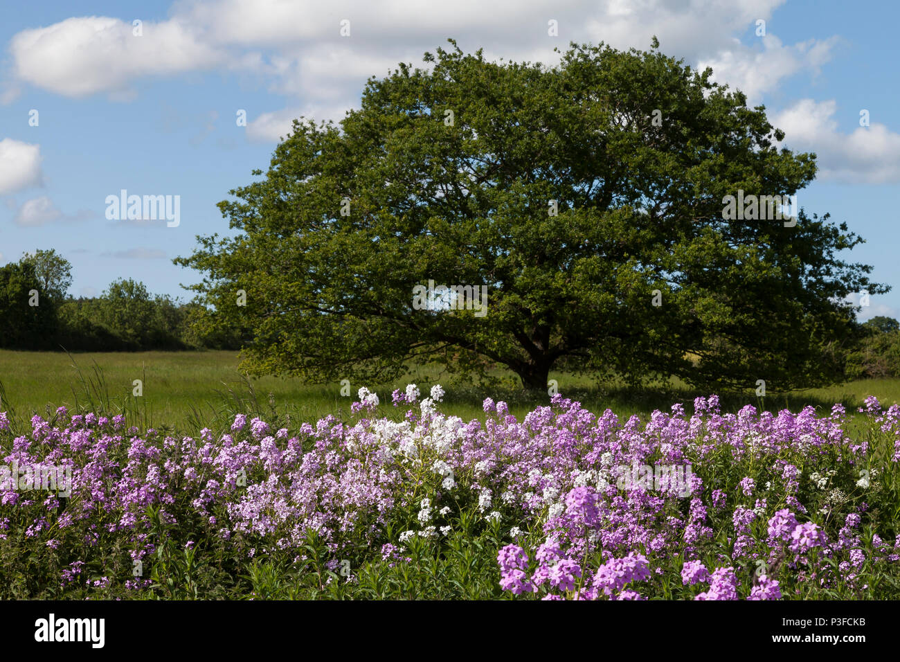 Wild Rocket flowers growing in the Norfolk countryside Stock Photo - Alamy
