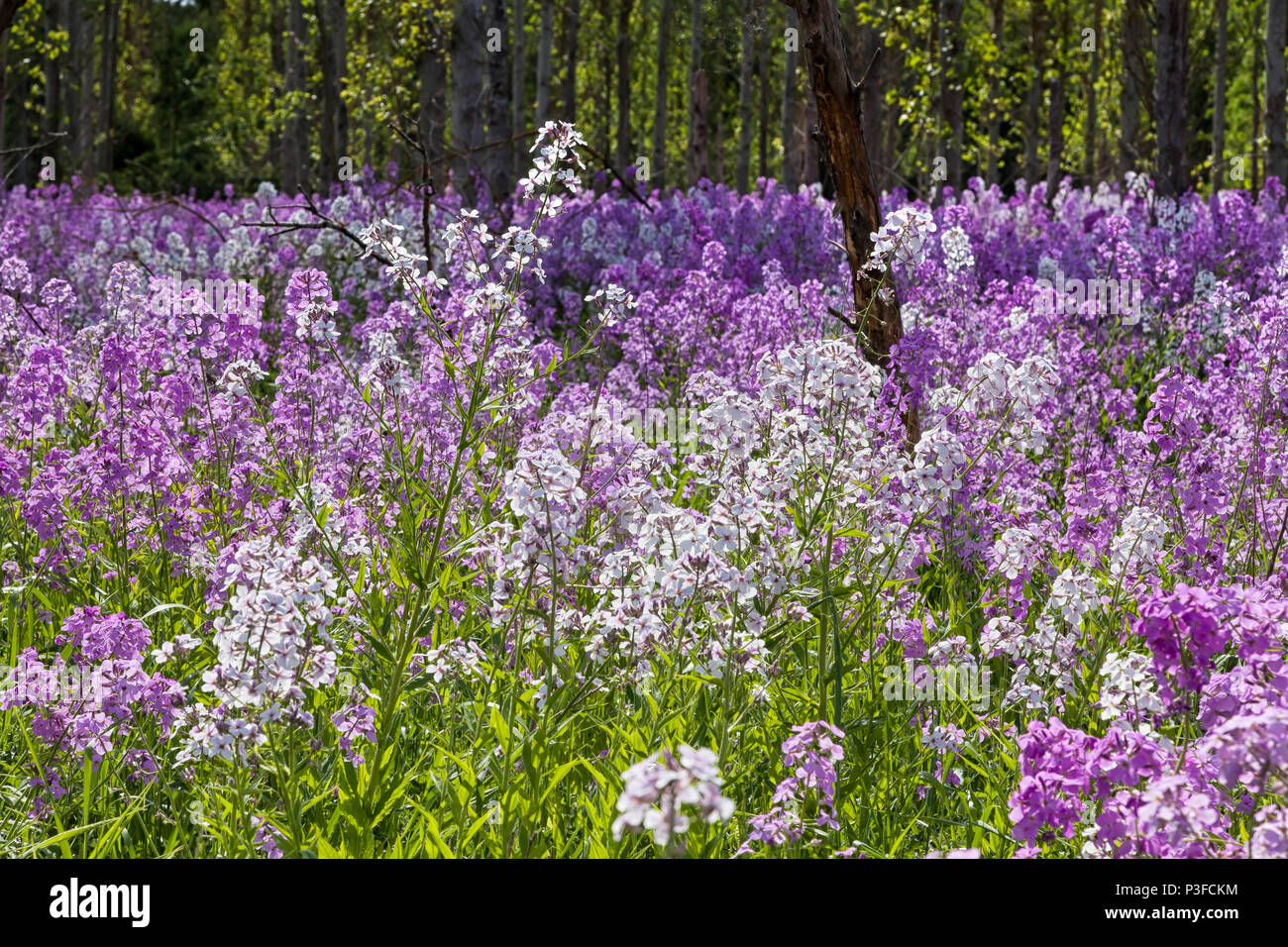 Wild Rocket flowers growing in the Norfolk countryside Stock Photo - Alamy