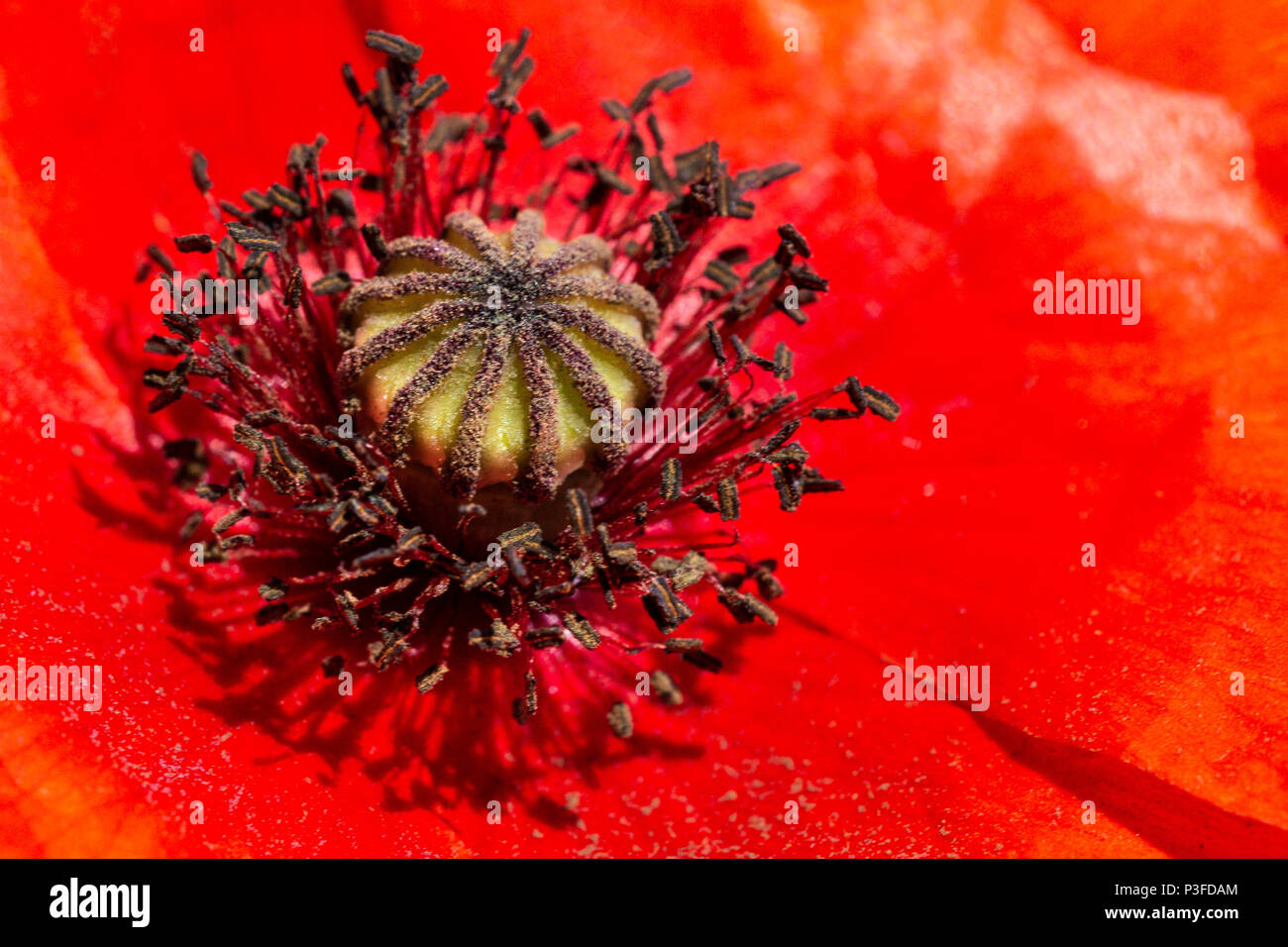Poppies and poppyhead, close up and inside poppies Stock Photo - Alamy