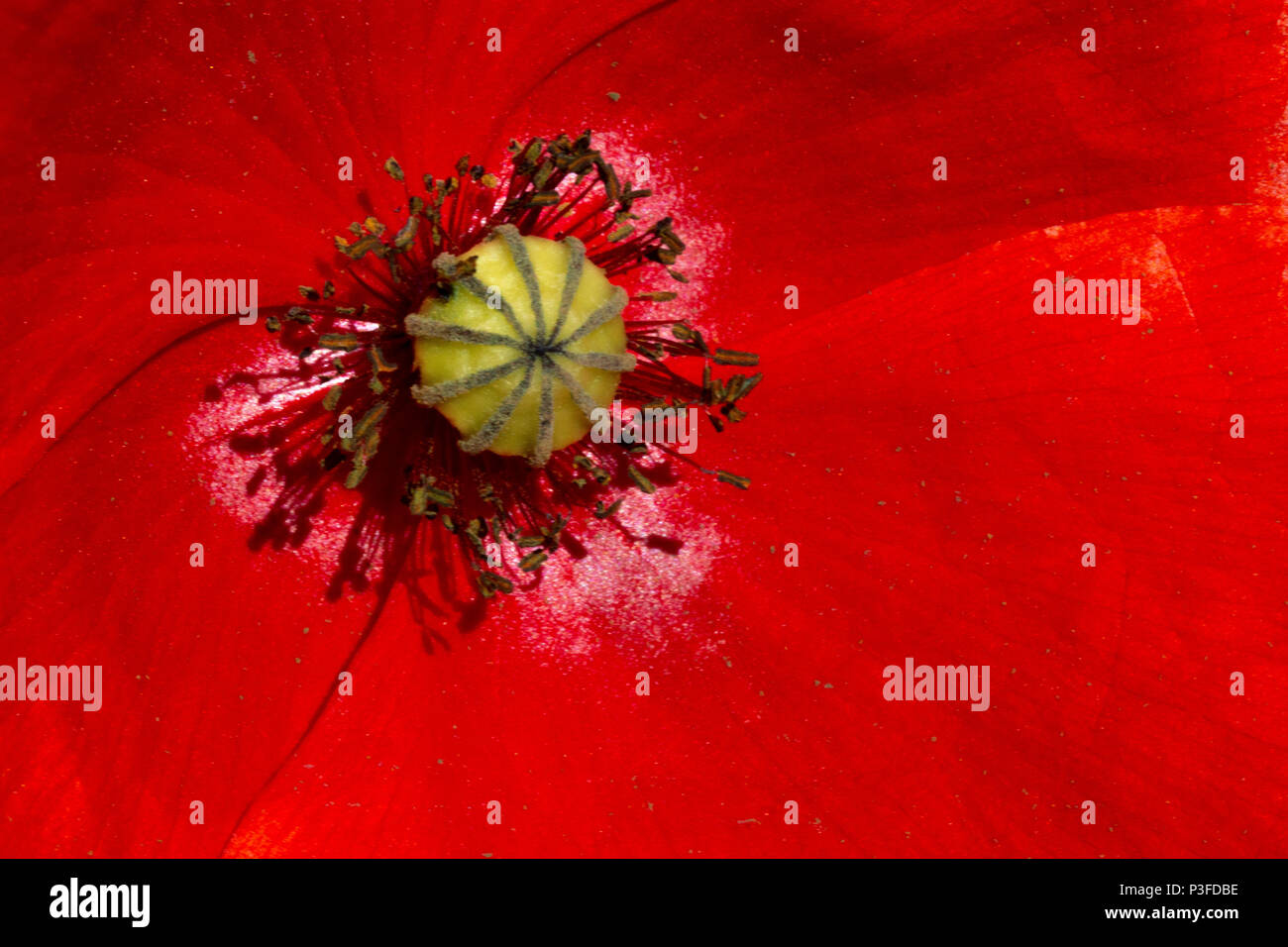 What colors bees see inside flower hi-res stock photography and images ...