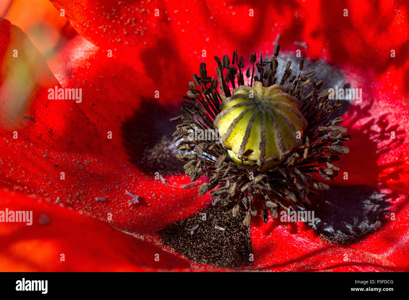 Poppies and poppyhead, close up and inside poppies Stock Photo - Alamy