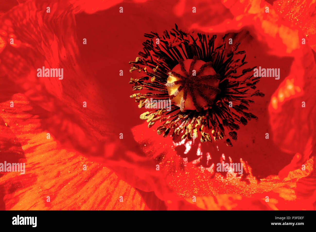 Poppies and poppyhead, close up and inside poppies Stock Photo - Alamy