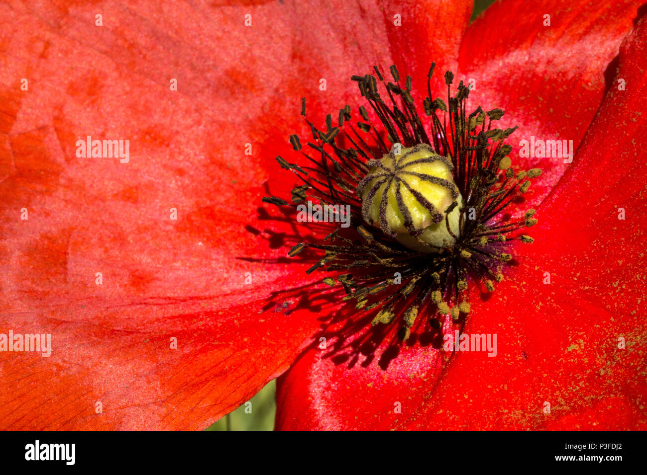 What colors bees see inside flower hi-res stock photography and images ...