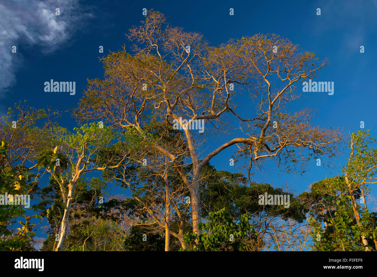 Indian chidiya hi-res stock photography and images - Alamy