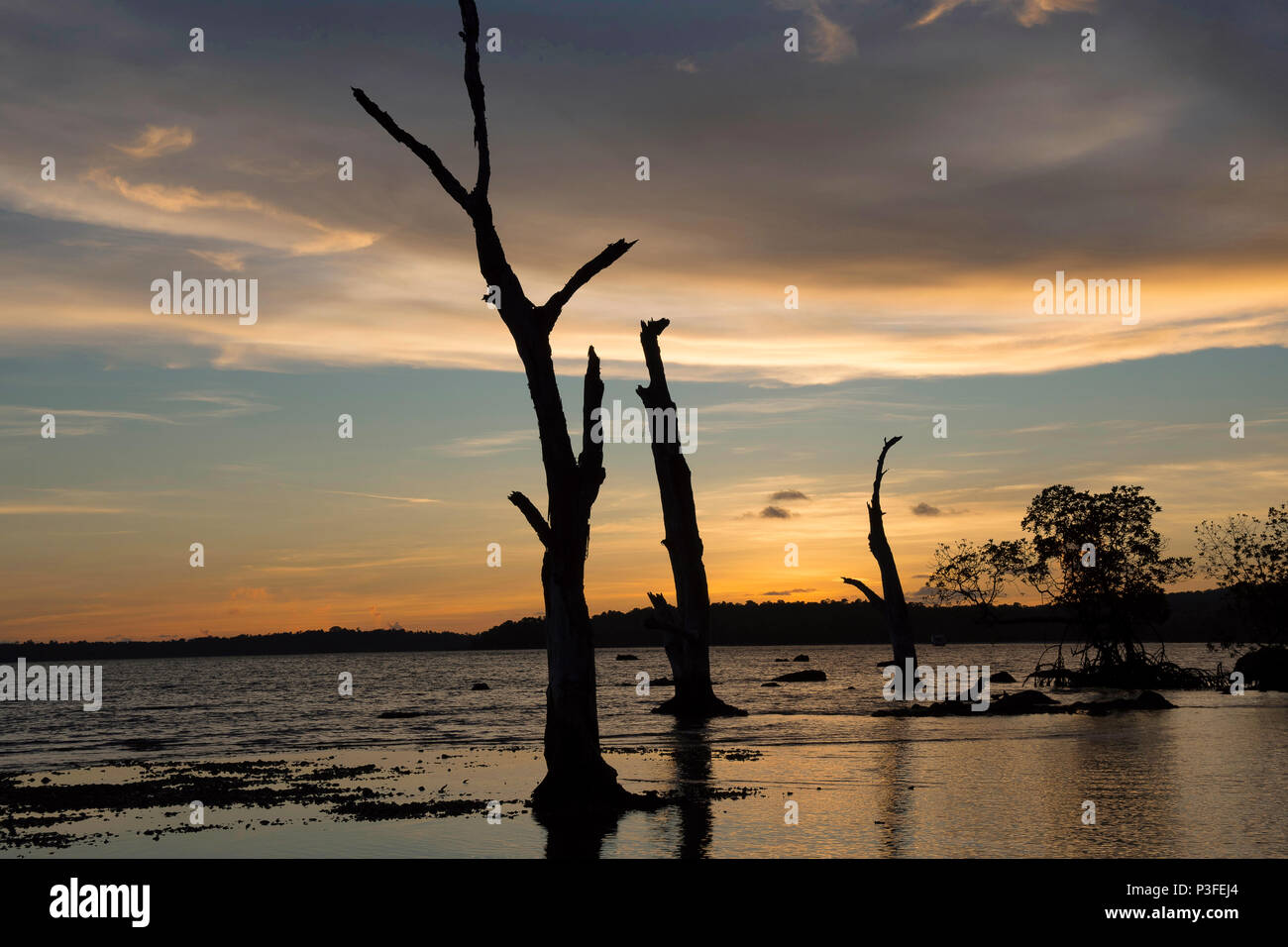 Indian chidiya hi-res stock photography and images - Alamy