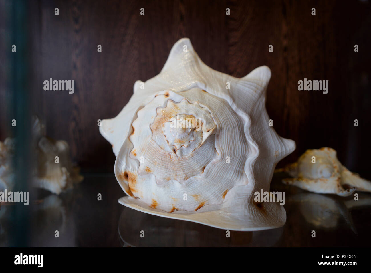 India sea shells hi-res stock photography and images - Alamy