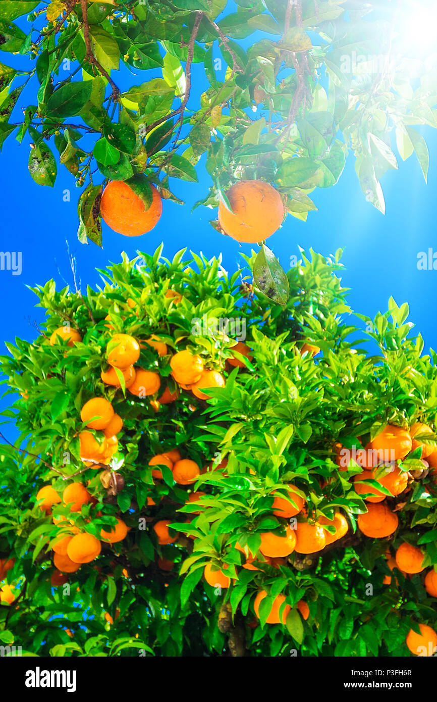 mandarin fruits on a tree. Orange tree. fresh orange on plant Stock ...