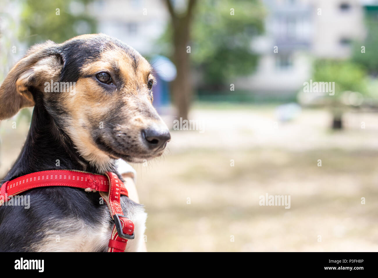 Cute happy puppy outdoors Stock Photo - Alamy