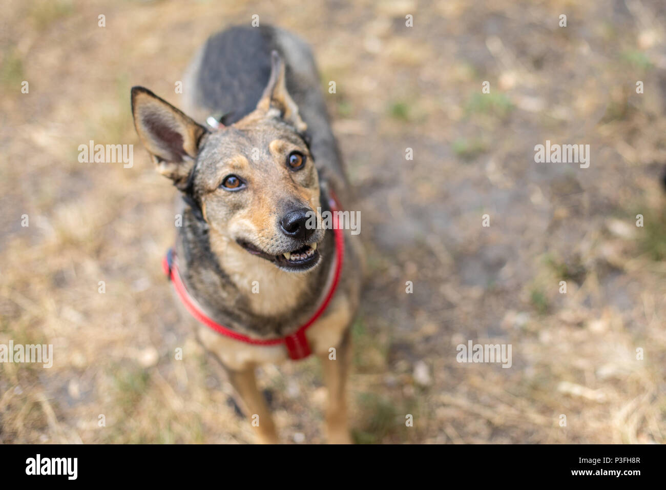 Happy little cute dog outdoors Stock Photo - Alamy