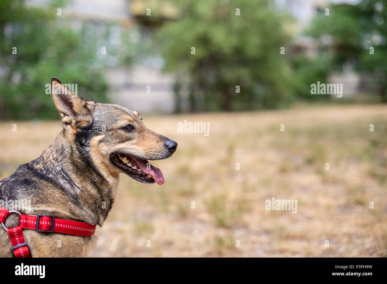Happy little cute dog outdoors Stock Photo - Alamy