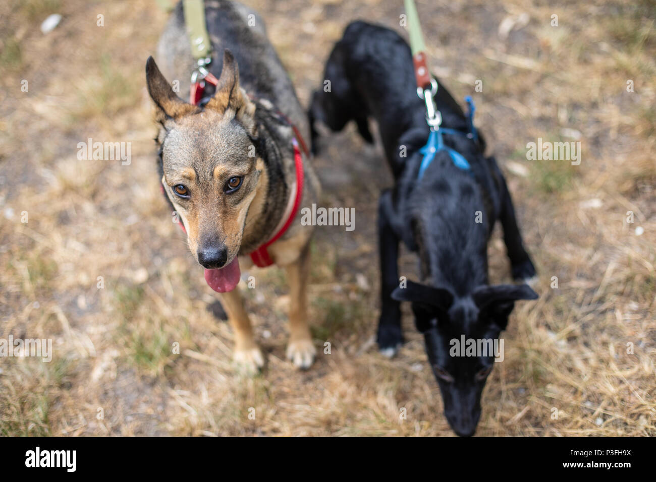 Happy little cute dog outdoors Stock Photo - Alamy
