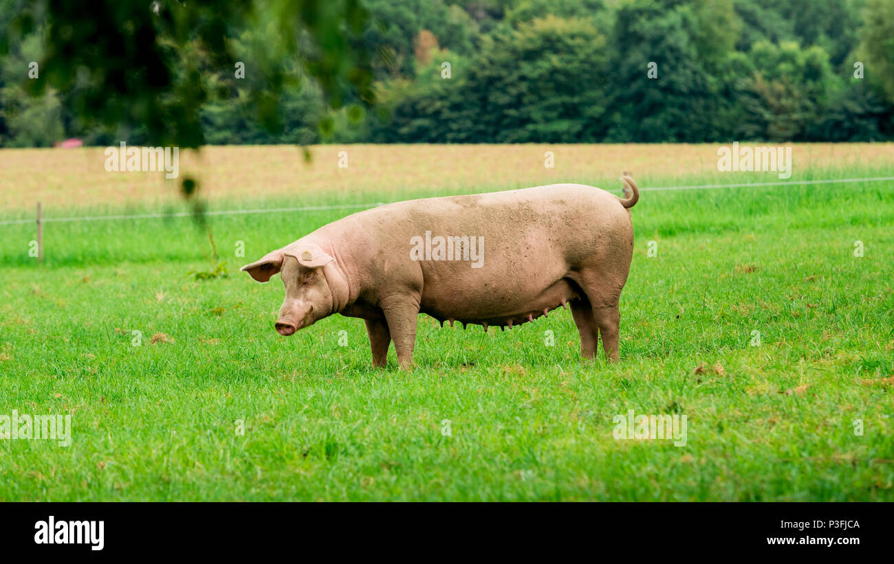 Pig portrait. Pig at pig farm Stock Photo - Alamy