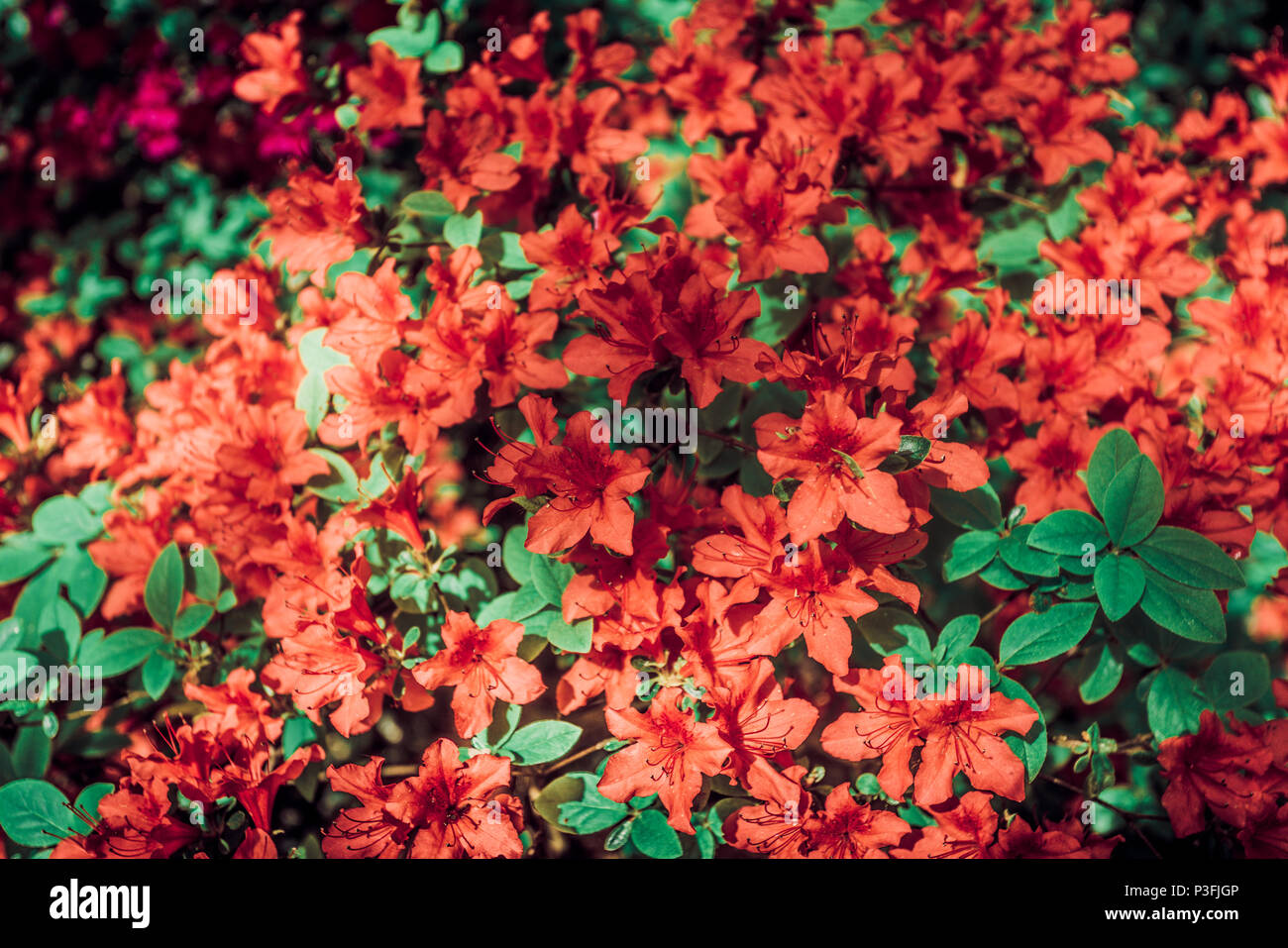Red azalea bush in the garden Stock Photo - Alamy