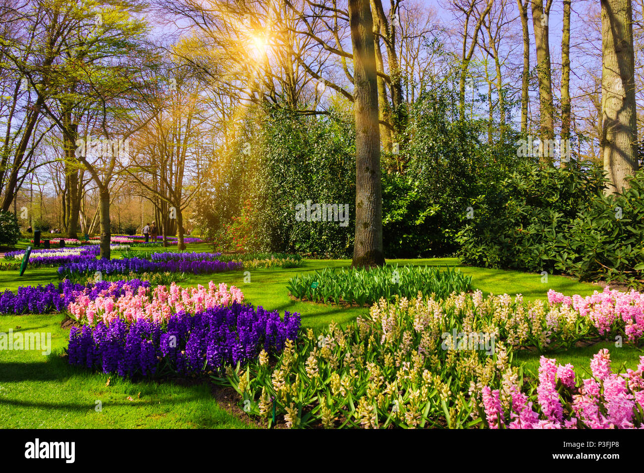 Beautiful garden. Park in The Spring. Spring landscape Stock Photo - Alamy