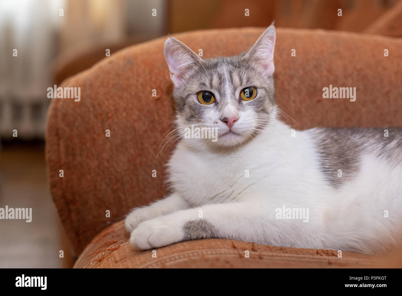 Cute cat at home Stock Photo - Alamy