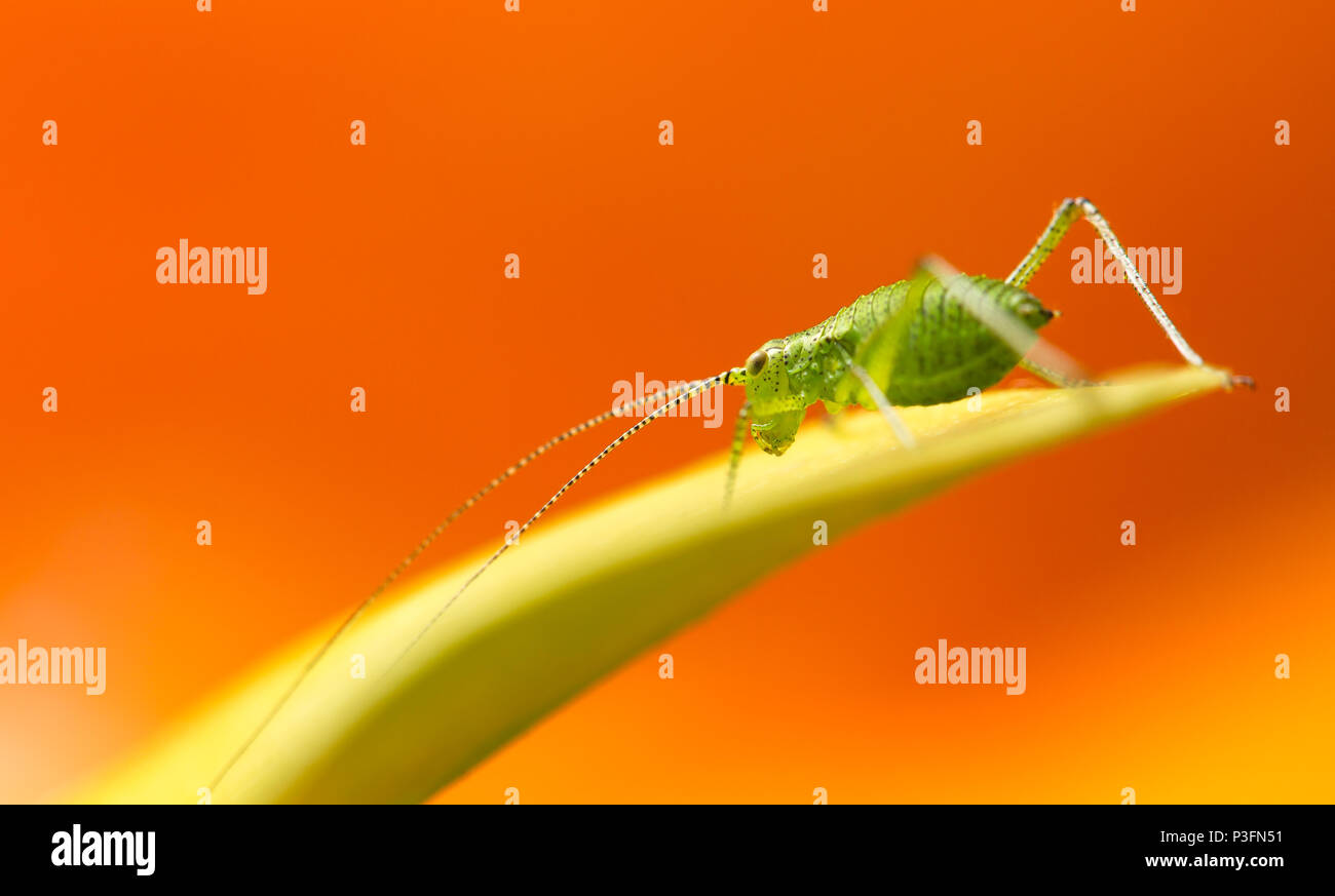 Cricket legs insect hi-res stock photography and images - Alamy