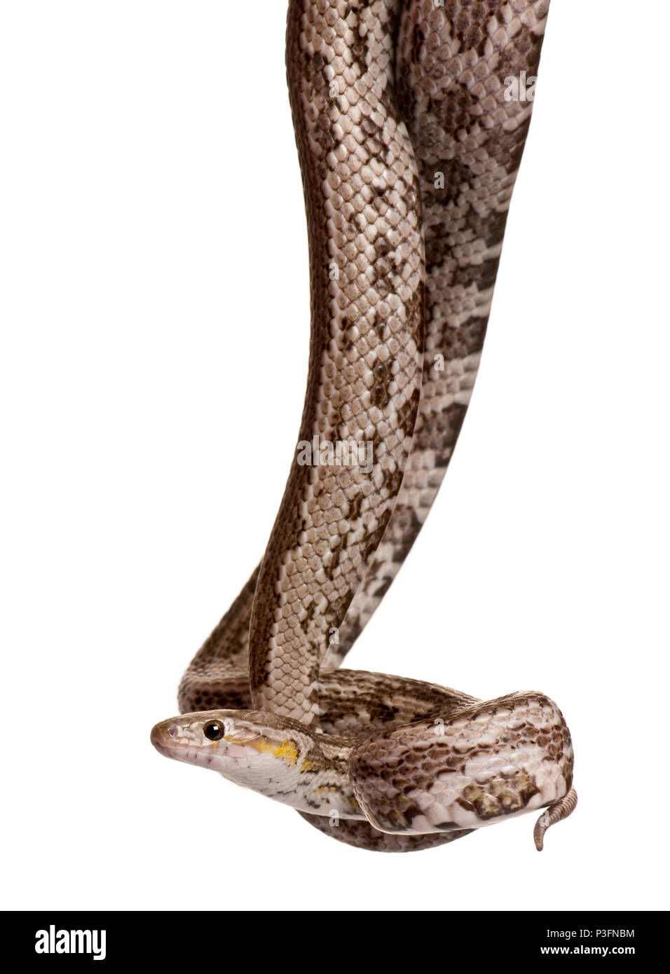 Pilot snake hi-res stock photography and images - Alamy