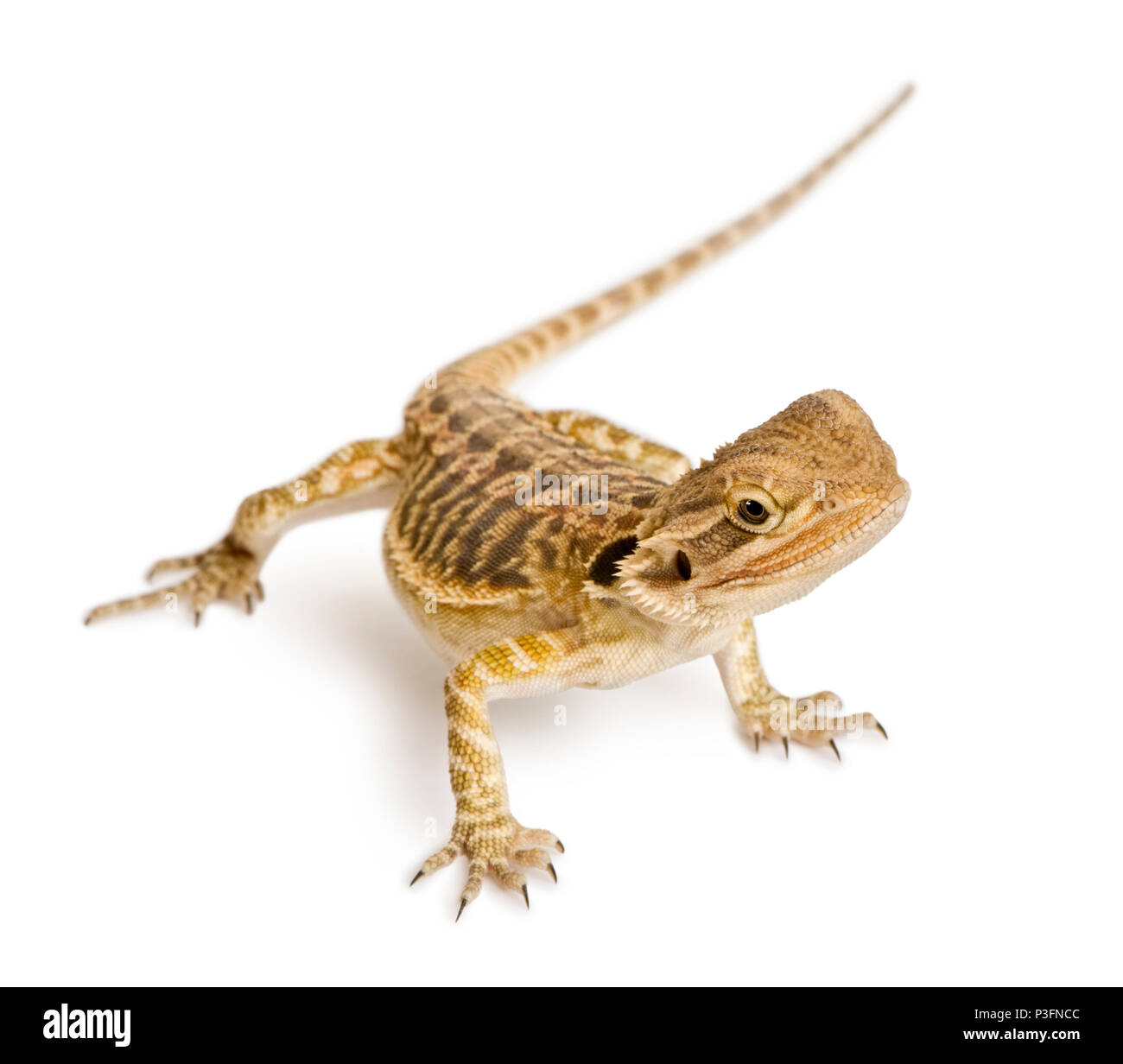 Pogona species Cut Out Stock Images & Pictures - Alamy