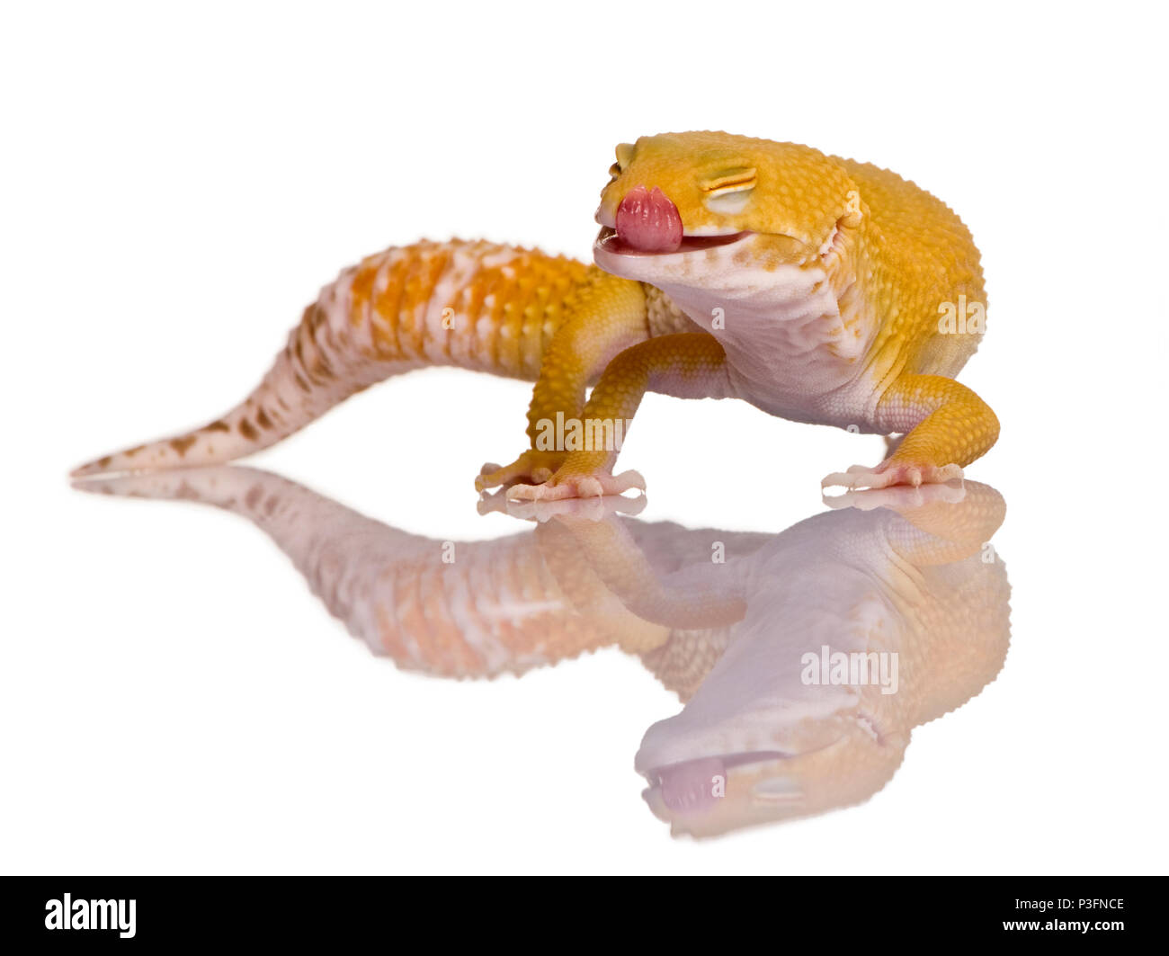 Leopard gecko with tongue out, Eublepharis macularius, in front of ...