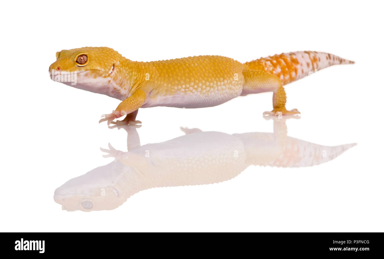 Leopard gecko, Eublepharis macularius, walking in front of white ...