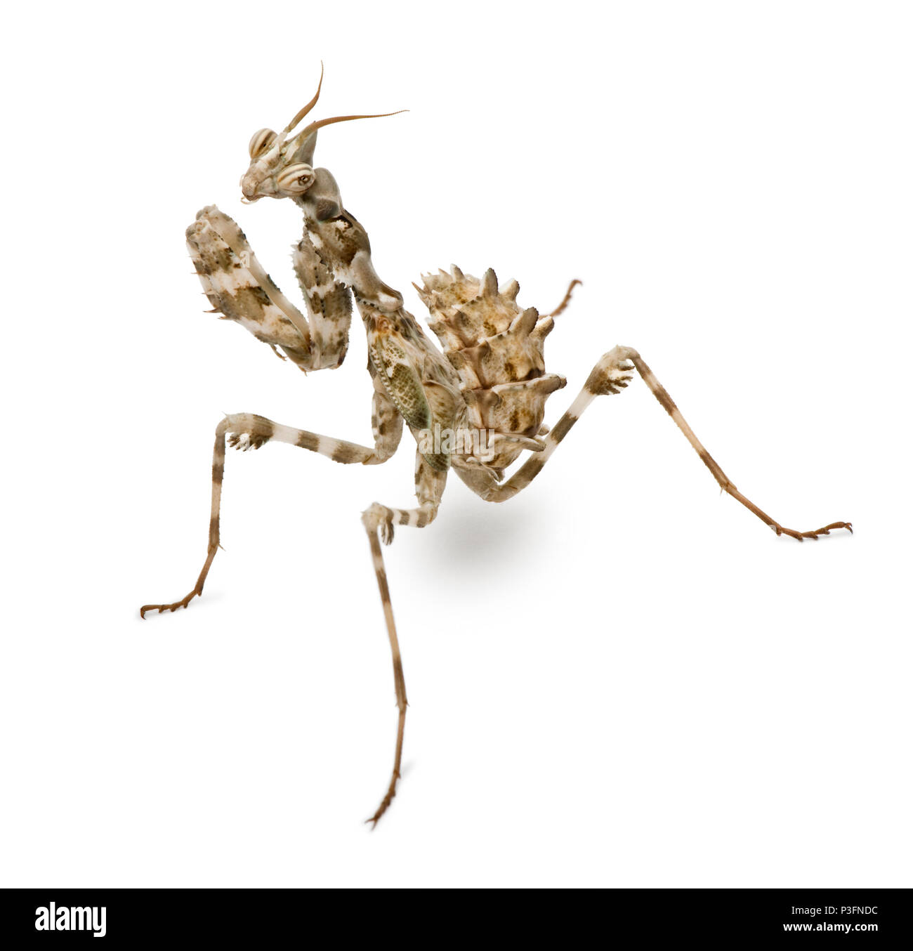Female Blepharopsis mendica, Devil's Flower Mantis, in front of white ...
