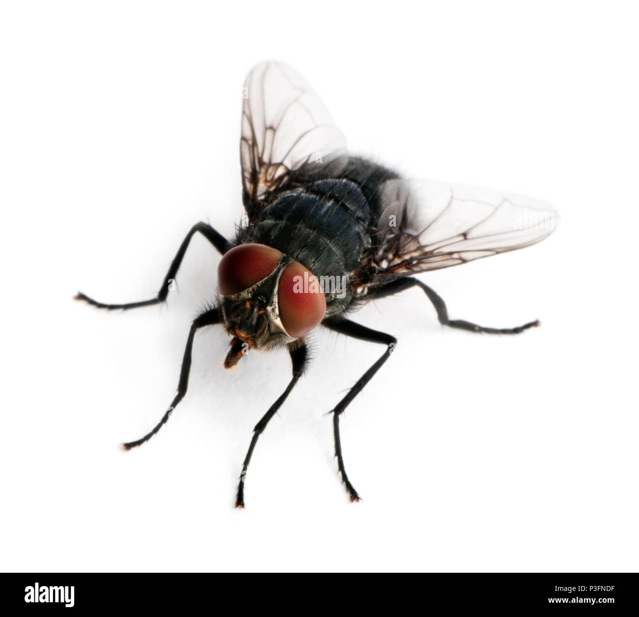 Housefly, Musca domestica, in front of white background Stock Photo - Alamy