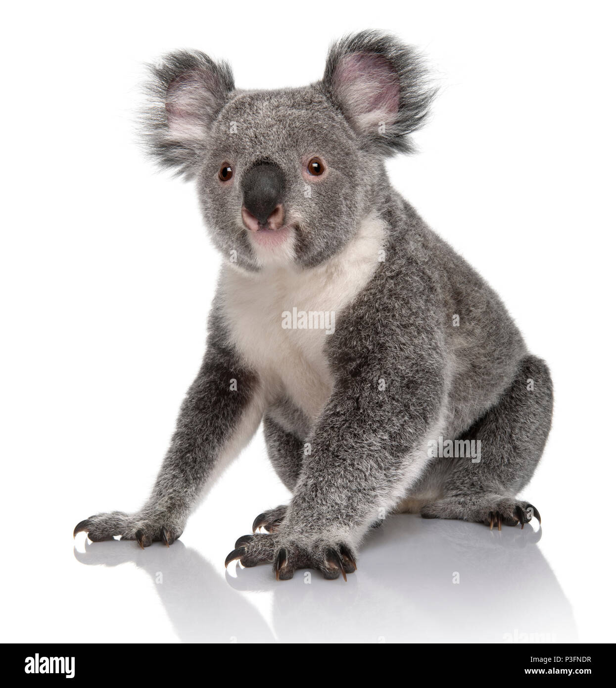 Orso Koala Scioccato