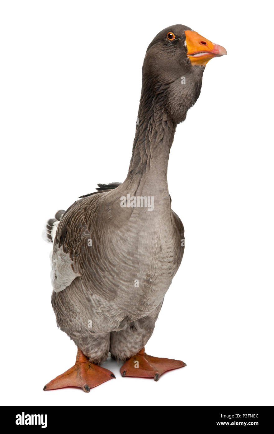 Toulouse goose standing in front of white background Stock Photo - Alamy