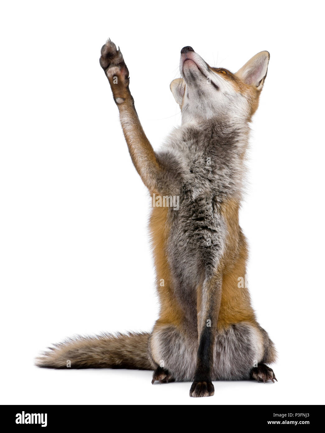 Fox looking up hi-res stock photography and images - Alamy