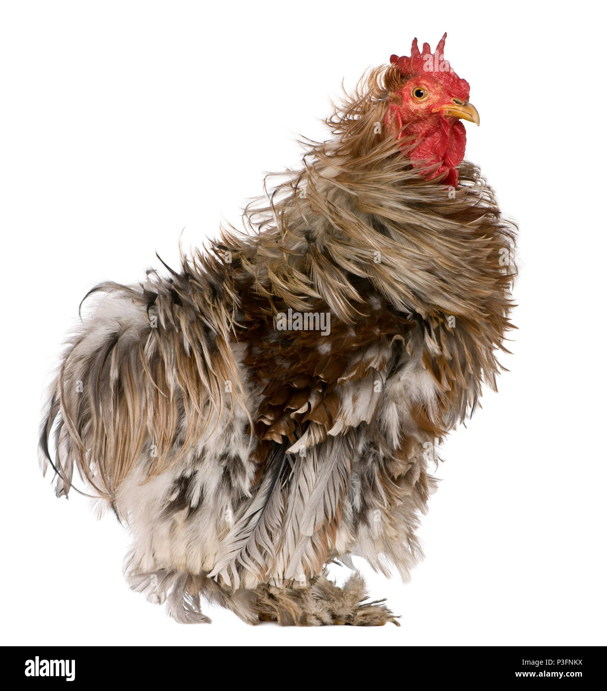 Curly chicken in farm Cut Out Stock Images & Pictures - Alamy