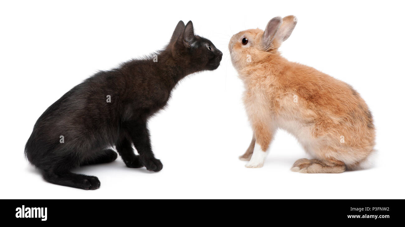 Front facing rabbit hi-res stock photography and images - Alamy