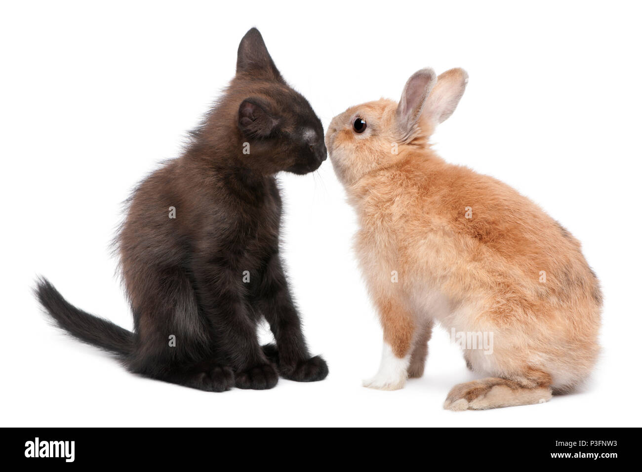 Front facing rabbit hi-res stock photography and images - Alamy
