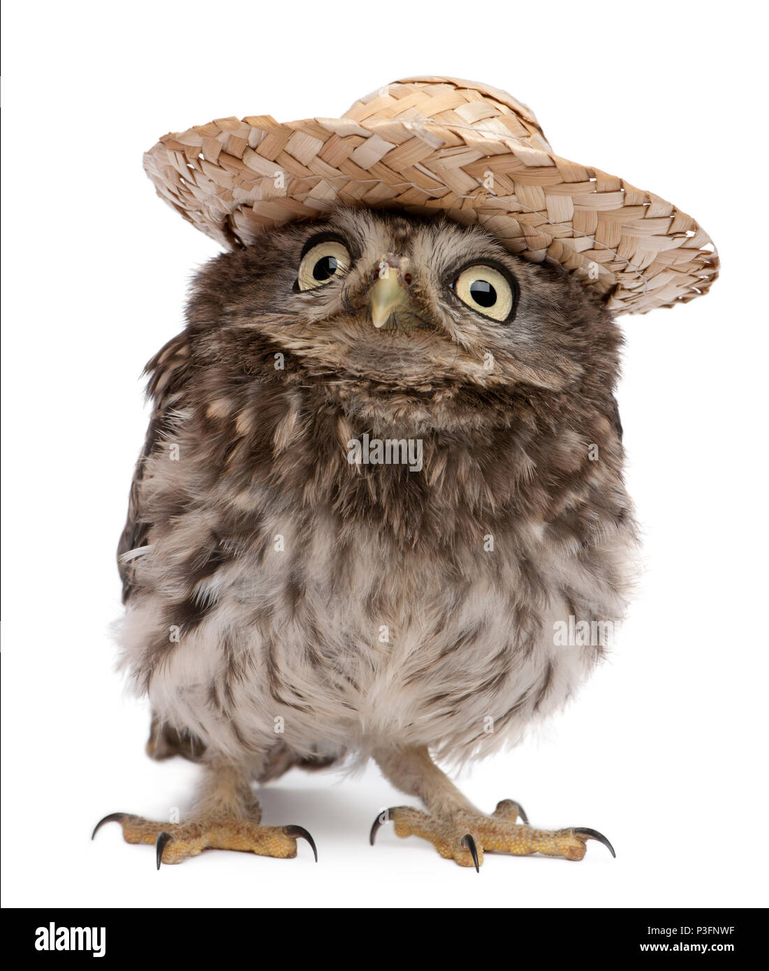Owl wearing hat hi-res stock photography and images - Alamy