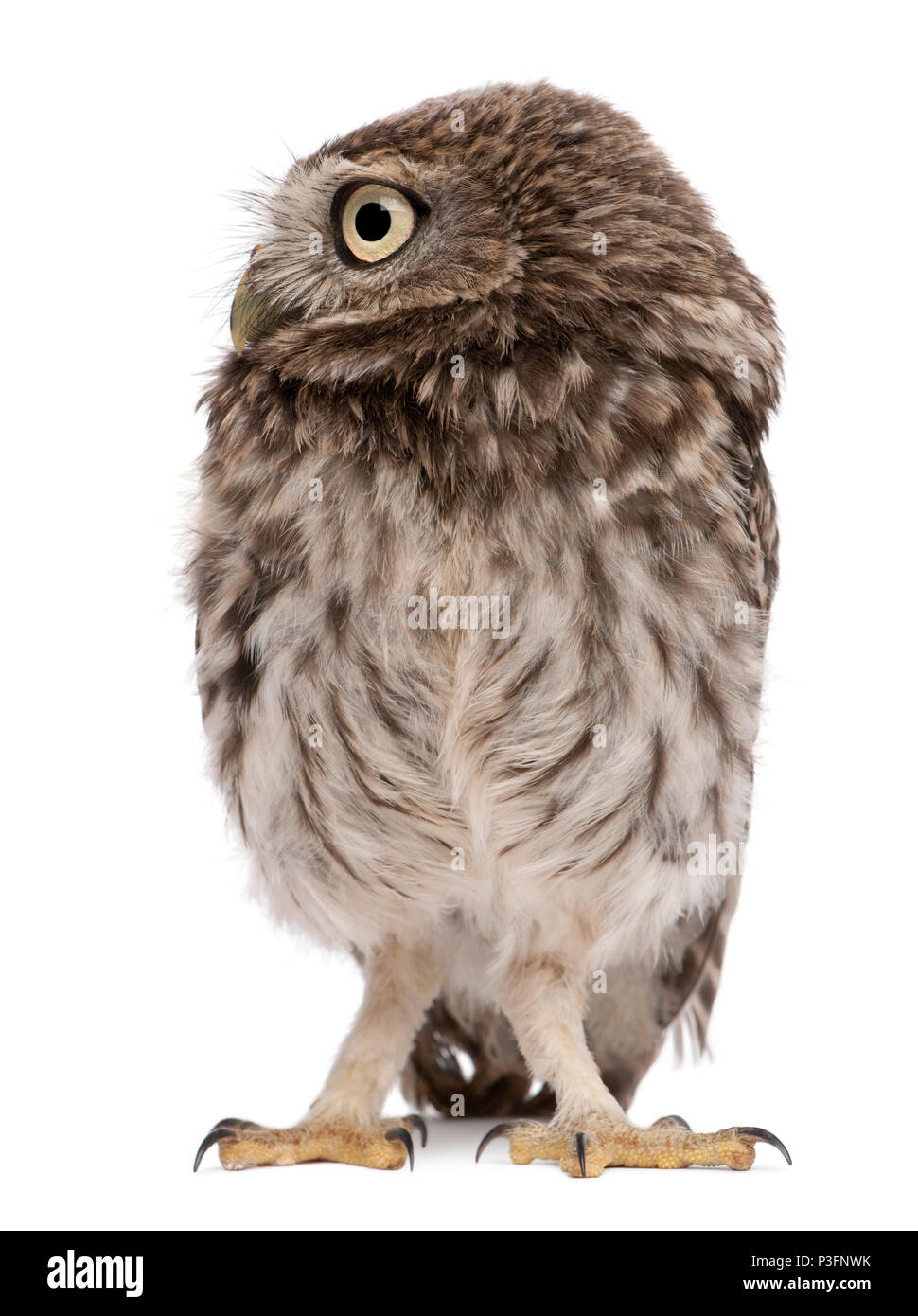 Young owl standing in front of white background Stock Photo - Alamy