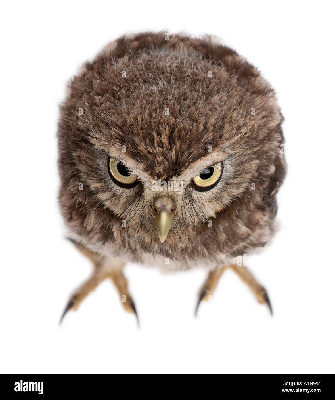 Young owl standing in front of white background Stock Photo - Alamy