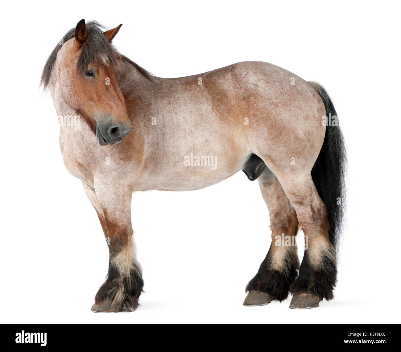 Belgian horse, Belgian Heavy Horse, Brabancon, a draft horse breed, 16 ...